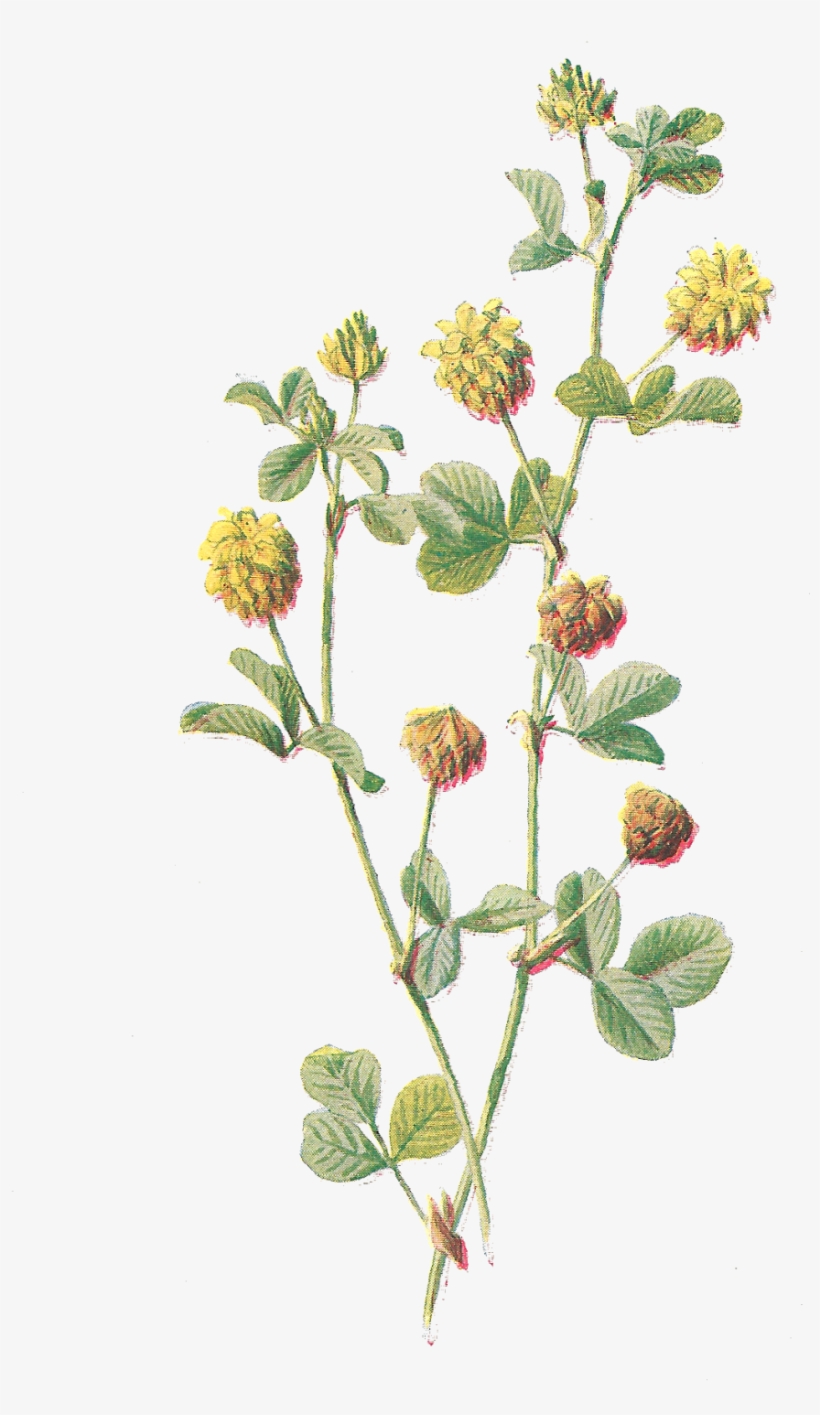Download Digital Botanical Vintage Flower Clip Art Of - Antique Print ...