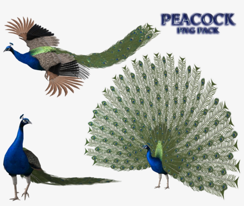 Mor Pankh Png Transparent PNG - 991x805 - Free Download on NicePNG