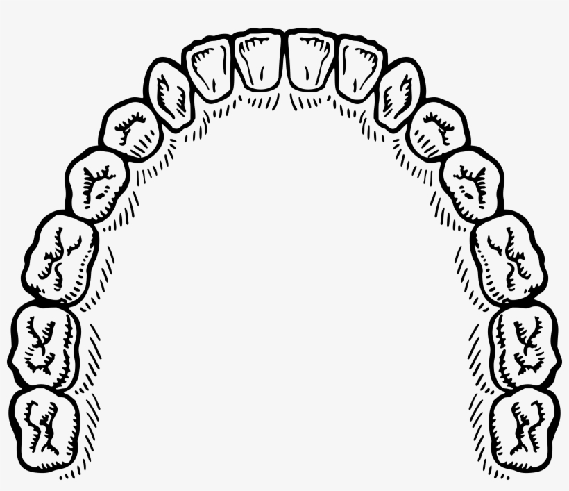 Teeth Png Transparent PNG - 2400x1954 - Free Download on NicePNG