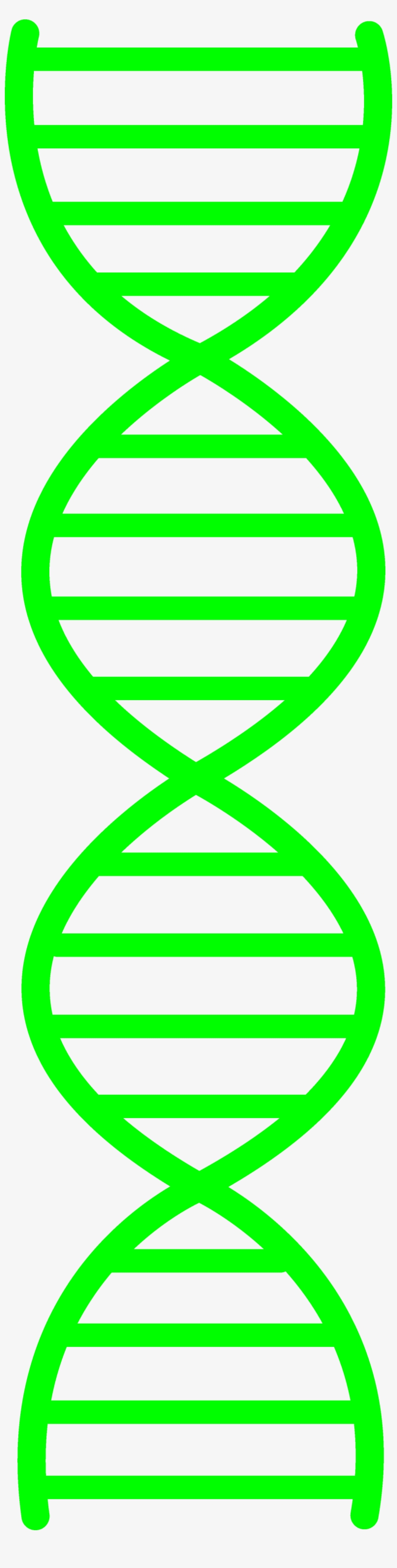 Green Clipart Dna - Double Helix Clipart Transparent PNG - 1722x6709 ...