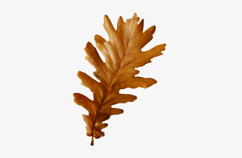 One Fall Leaf Png Clip Art - Fall Oak Leaves Png Transparent PNG ...