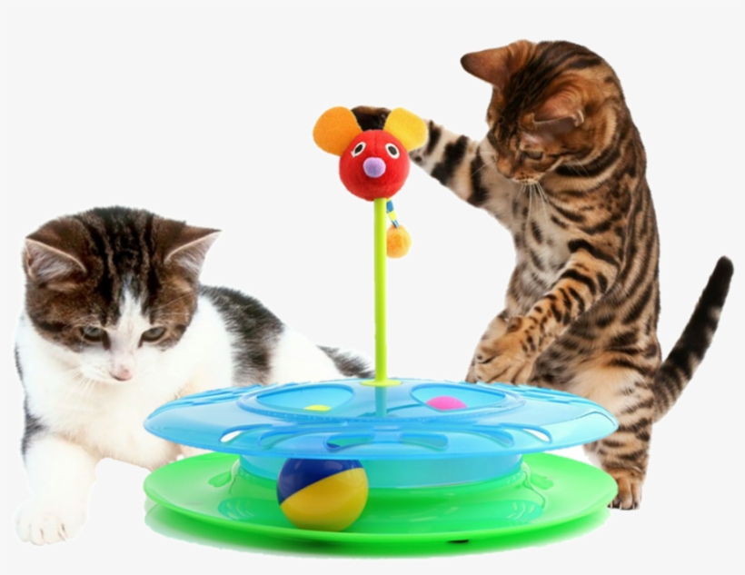 Cheese Chase Track Ball Cat Toy - Cat Chasing Ball Toy Transparent PNG ...