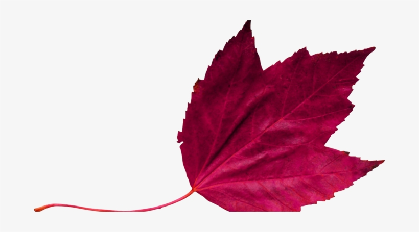 Red Leaf 2 - Maroon Leaf Png Transparent PNG - 688x375 - Free Download ...