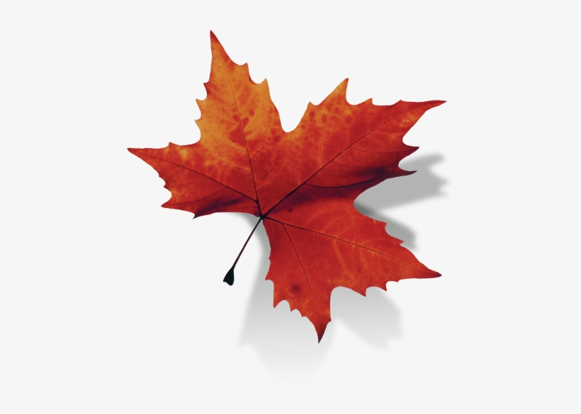 Maple Leaf Transparent Background Transparent PNG - 508x508 - Free ...