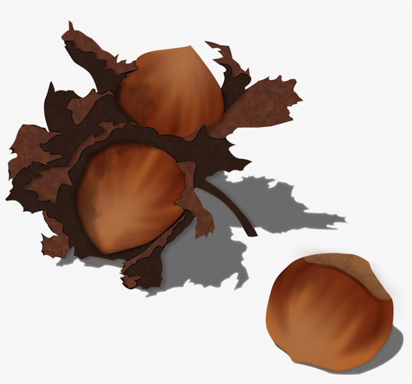 File - Hazelnut - Acorn Transparent PNG - 1260x1149 - Free Download on ...