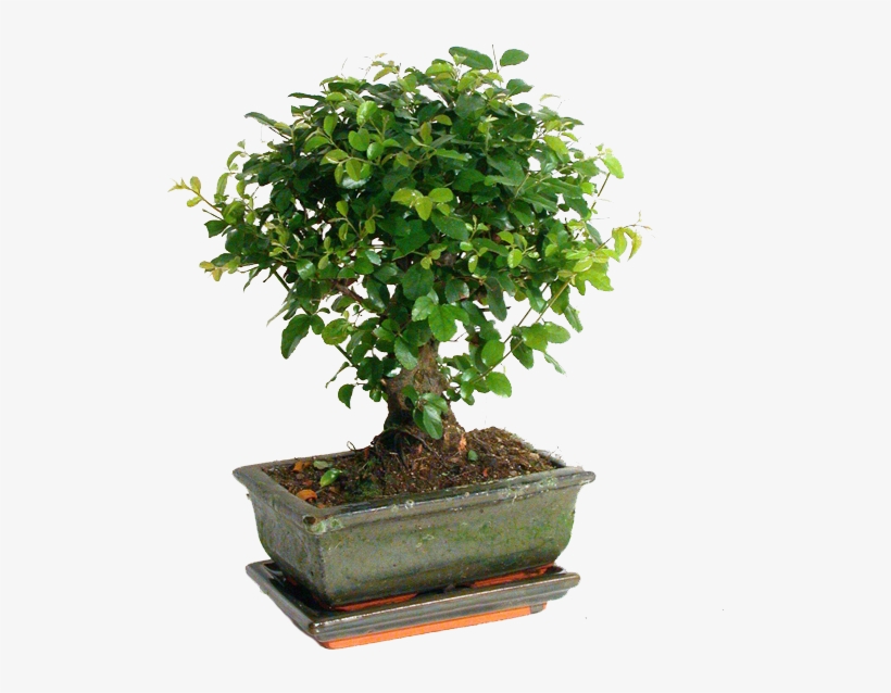 Bonsai - Bonsai Png Transparent PNG - 580x576 - Free Download on NicePNG