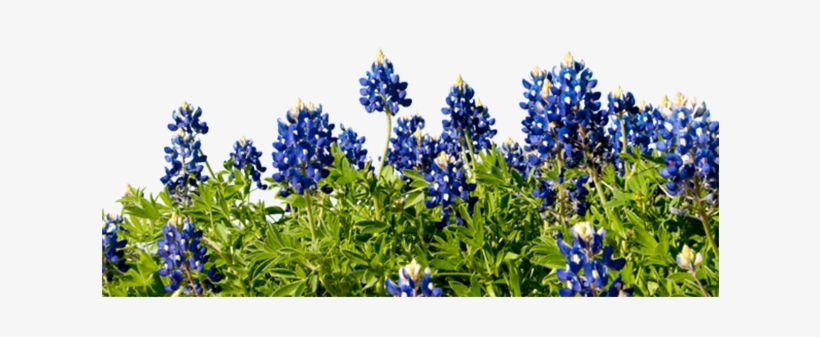 Bluebonnet Png - Bluebonnets Png Transparent PNG - 617x270 - Free ...