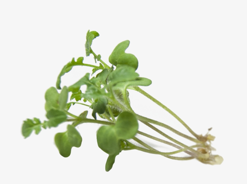 Watercress Sprouts - Garden Cress Transparent PNG - 827x591 - Free ...