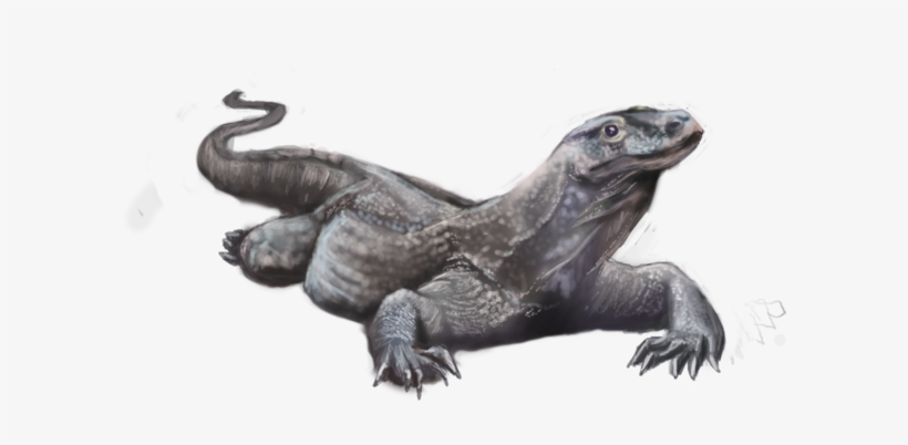 Komodo Dragon Life Cycle