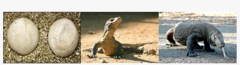 Download Komodo Dragons Life Cycle - HD Transparent PNG - NicePNG.com