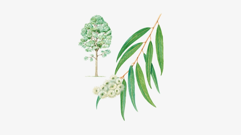 Gum Trees Transparent PNG - 500x388 - Free Download on NicePNG