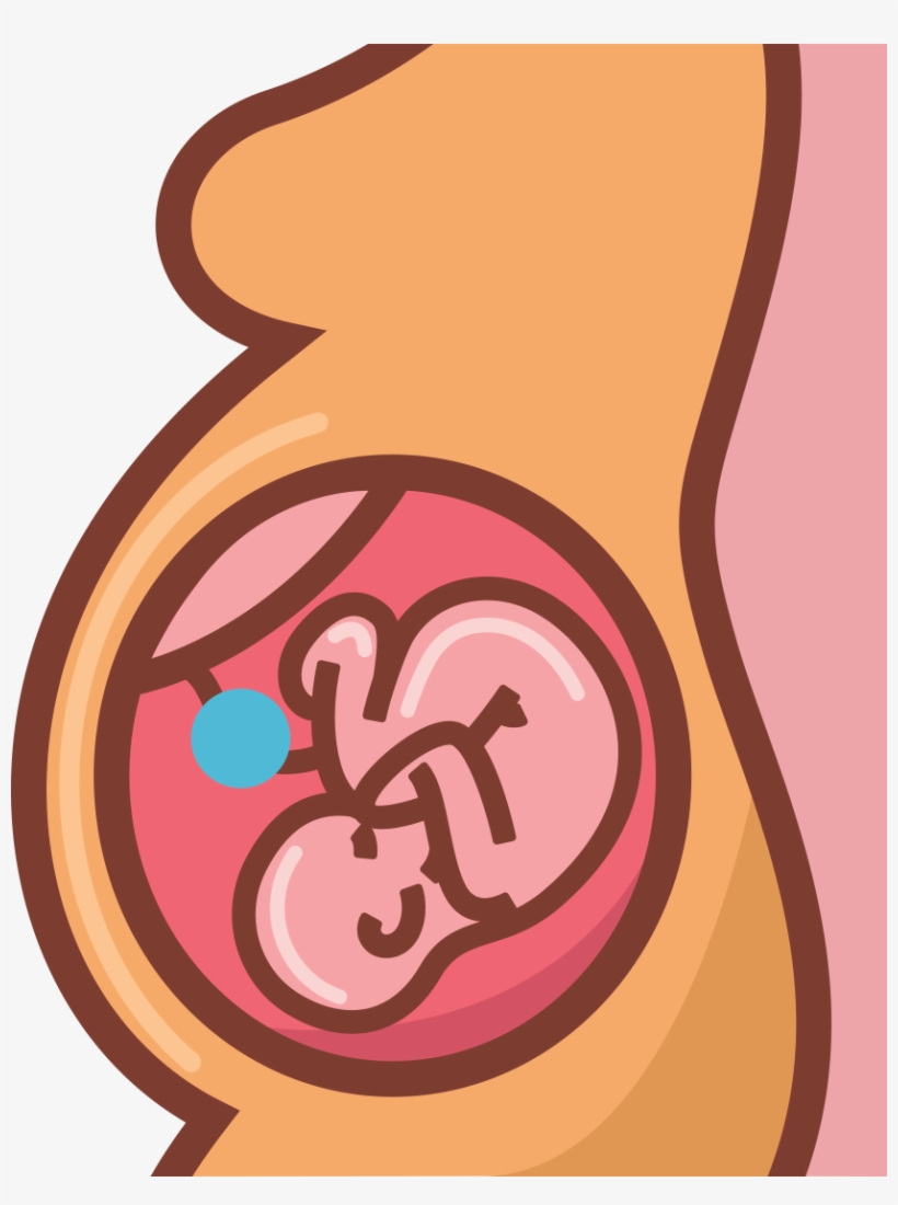 Location Of The Umbilical Cord And Cord Blood Stem - Placenta Transparent PNG - 837x1082 - Free ...