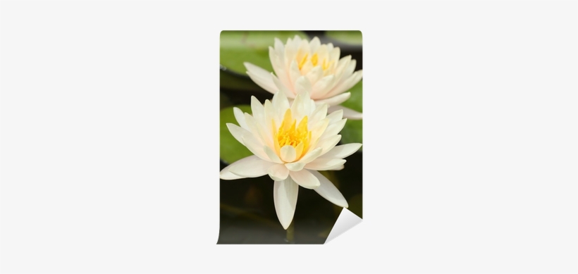 Wallpaper Transparent PNG - 400x400 - Free Download on NicePNG