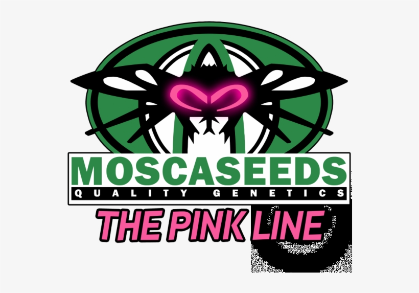 Mosca Seeds Transparent PNG - 560x560 - Free Download on NicePNG