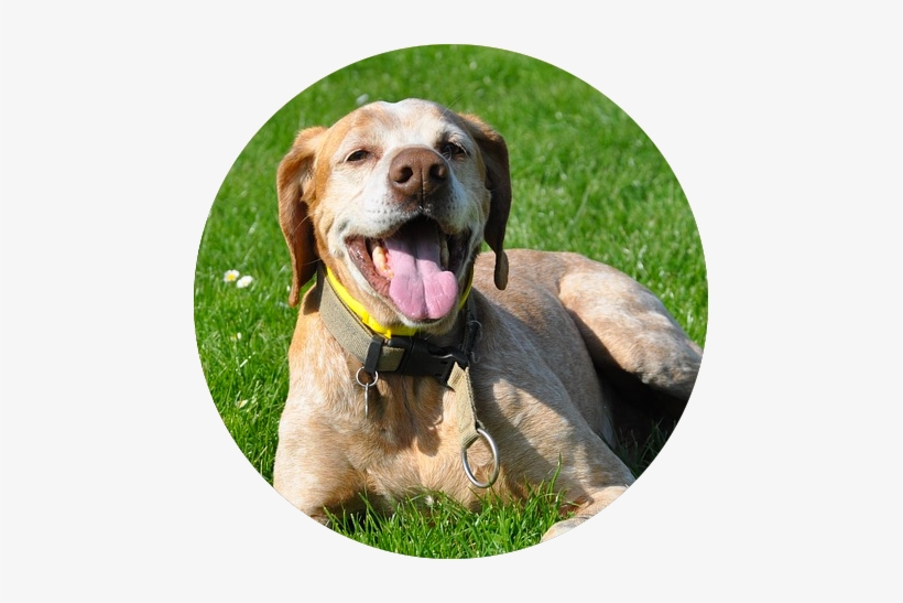 Null - Dog Transparent PNG - 467x467 - Free Download on NicePNG