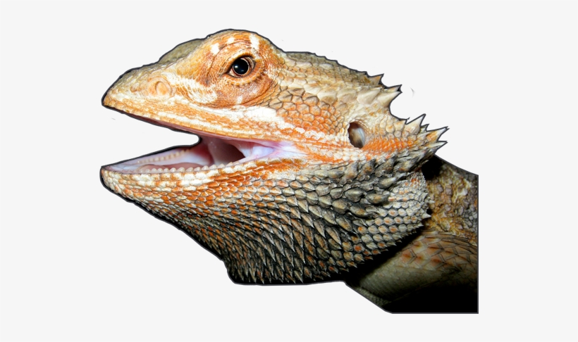 Reptile Enclosures Transparent PNG - 538x406 - Free Download on NicePNG