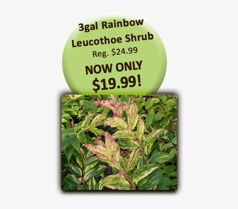 3gal Rainbow Leucothoe Shrub - Plantation Transparent PNG - 504x720 ...