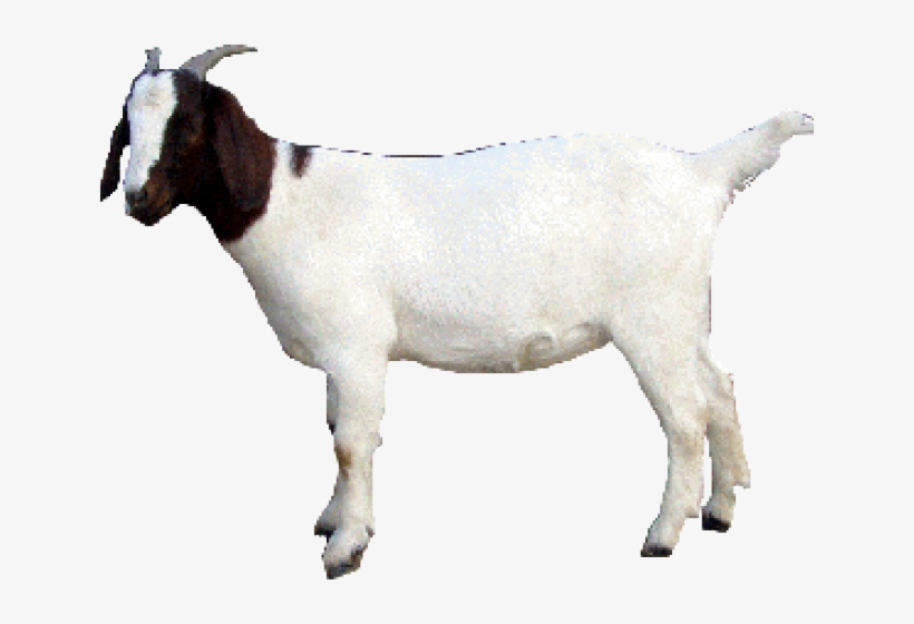 Download Goat Png Transparent Images - Goat - HD Transparent PNG ...