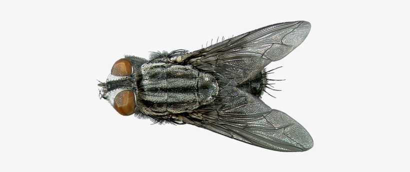 Flesh-fly - Flesh Fly Identification Transparent PNG - 450x300 - Free ...