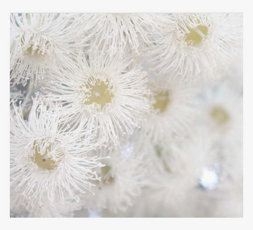 Download Watermark-flower - Flowers Watermark - HD Transparent PNG ...