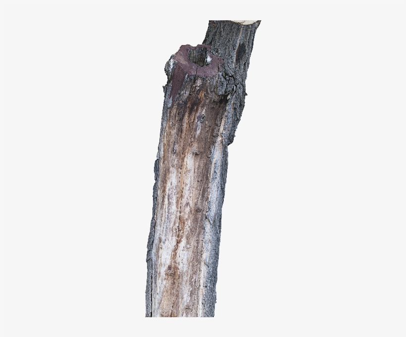 Download Tree Trunk Png Image - Tree Trunk Transparent Background - HD ...