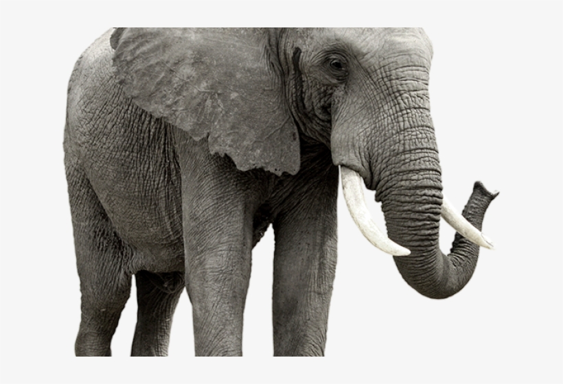 Elephant Png Transparent Images - Homeothermic Animals List Transparent ...