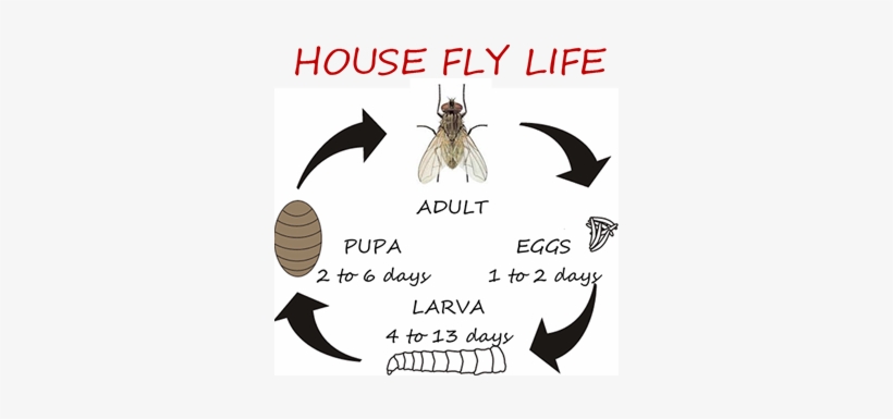 Once The Adult Flies Emerge From Its Pupal Case, It - Flies Life Cycle ...