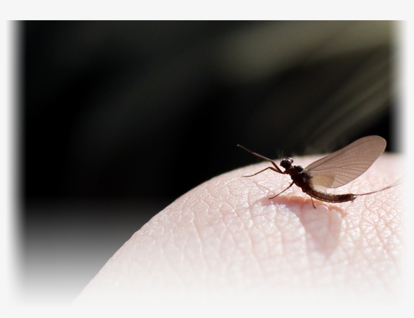 Net-winged Insects Transparent PNG - 1390x1000 - Free Download on NicePNG