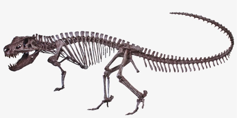 Postosuchus Kirkpatricki - Postosuchus Skeleton Transparent PNG ...