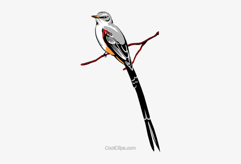 Scissor-tailed Flycatcher Royalty Free Vector Clip - Scissor Tailed ...