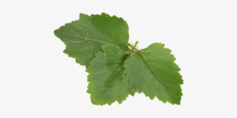 Patchouli Transparent Transparent PNG - 500x500 - Free Download on NicePNG