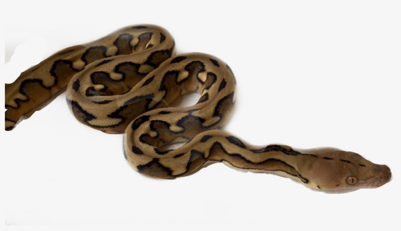 Snakes Transparent PNG - 911x480 - Free Download on NicePNG