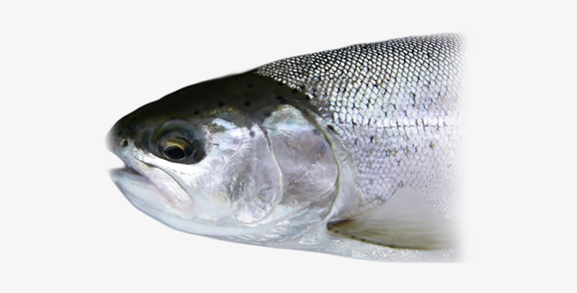 Transparent Head Fish