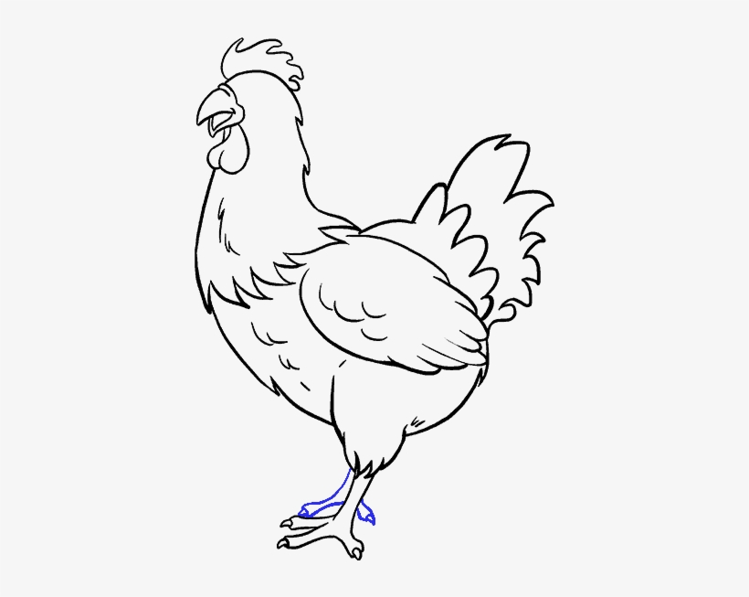 How To Draw Chicken - Drawing Transparent PNG - 678x600 - Free Download ...