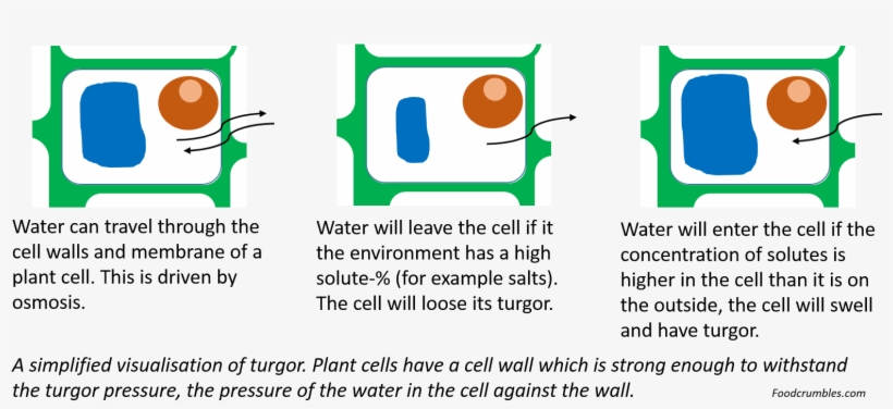 Plant Cell Turgor - Plant Turgor Pressure Transparent PNG - 1589x662 ...