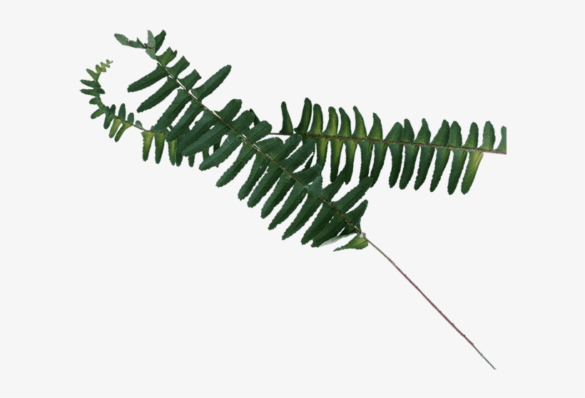 Memphis Transparent PNG - 600x478 - Free Download on NicePNG