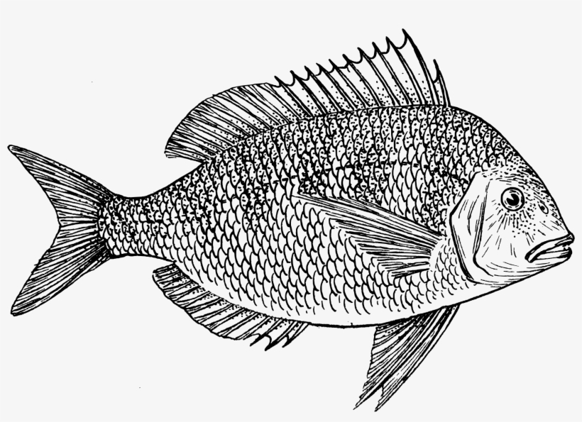 Scup Outline Transparent PNG - 1826x1237 - Free Download on NicePNG