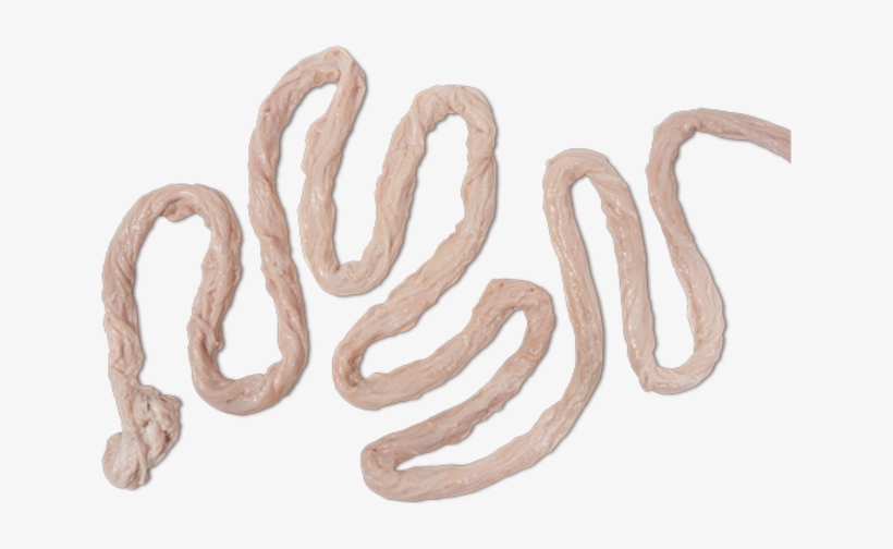 Pork Intestines - Pork Transparent PNG - 800x478 - Free Download on NicePNG