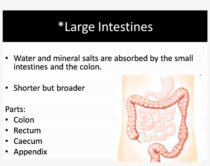 The Large Intestines - Large Intestines Transparent PNG - 1372x1090 ...