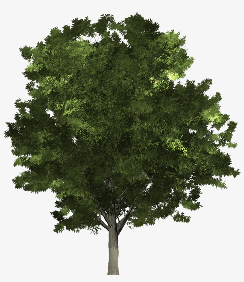 Tree To The Early Irish - Tree Transparent PNG - 1080x1020 - Free ...