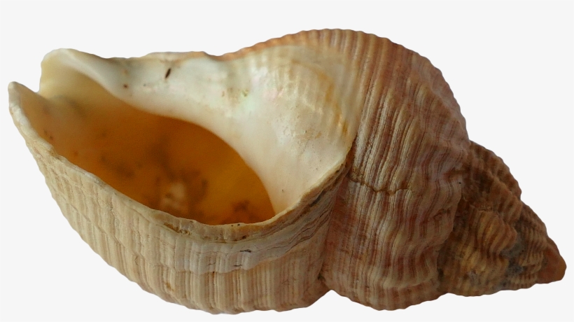 Sea Shell Clam Ocean Sea Shells 1162785 - Bilder Muscheln Transparent ...