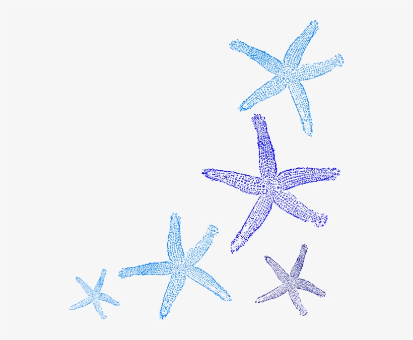 Colorful Seashell Clipart Png - Teal Starfish Transparent PNG - 546x595 ...