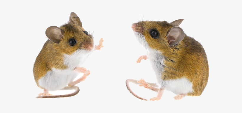 Transparent Mice
