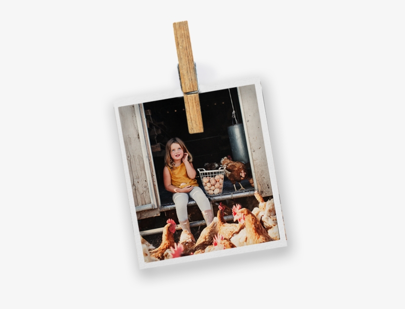 Clover Stornetta Farms Transparent PNG - 464x579 - Free Download on NicePNG