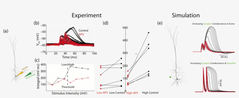 Image (layer 5 Pyramidal Neurons In Mouse V1 - Pyramidal Neuron ...