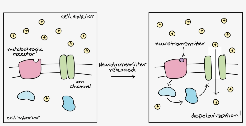 Polarization Vs Depolarization Transparent PNG - 2189x972 - Free ...