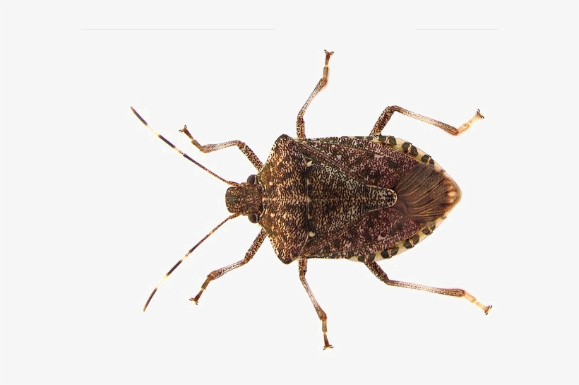 Stink Bug Png Photo - Brown Stink Bug Drawing Transparent PNG - 590x473 ...