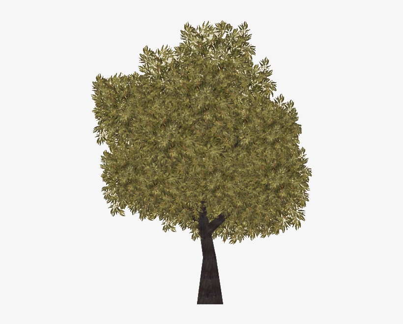 Jarrah Tree - Plane Transparent PNG - 613x613 - Free Download on NicePNG