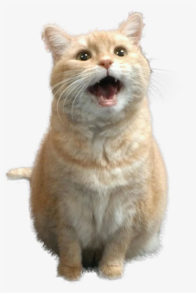 Canvas Cutouts Megathread - Welcome Back Cat Transparent PNG ...