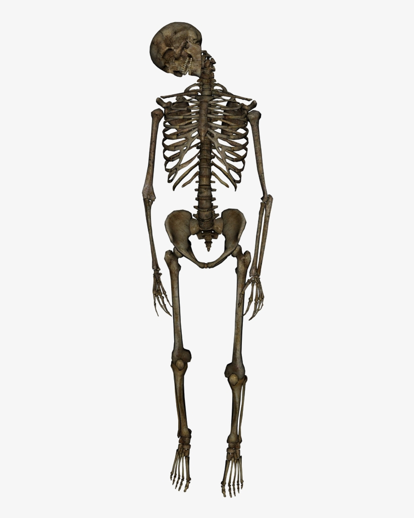 Hanged Skeleton Transparent Background Transparent PNG - 830x962 - Free ...